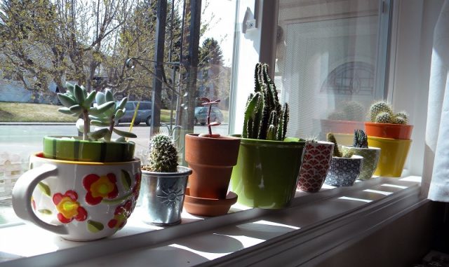 Spectacular cactus decoration Ideas for house - Sharara Decor